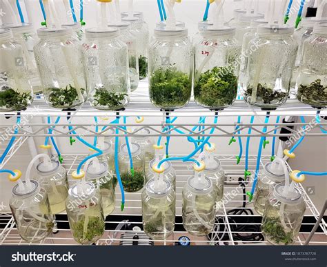 Temporary Immersion Bioreactor Micropropagation Aquatic Plants Stock
