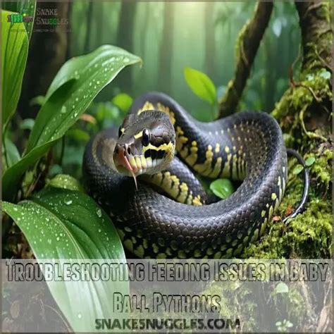Ball Python Feeding Guide For Babies Charts Tips And Expert Care 2024 Ball Python Feeding Guide For Babies Charts Tips And Expert Care 2024