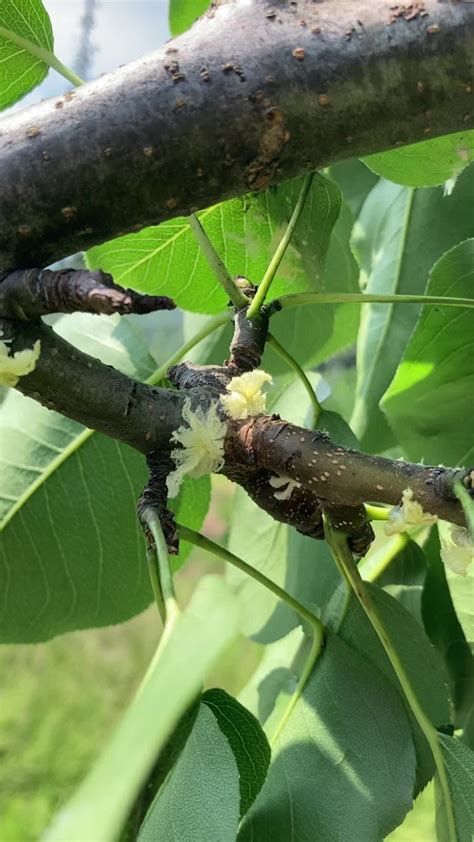갈색매미나방유충 네이버 블로그