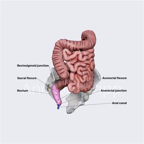 Rectum And Anal Canal Part 1 Anatomy App