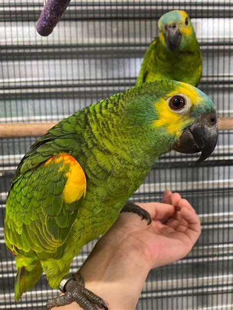 Amazonian Parrotlet
