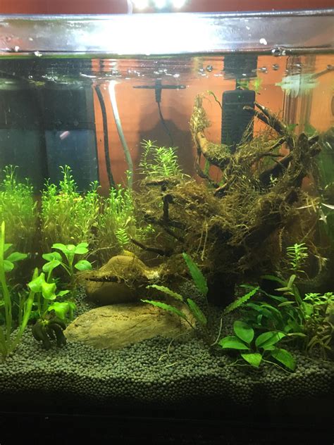 Help Is This Java Moss Savable Any Suggestions For The Overall Tank