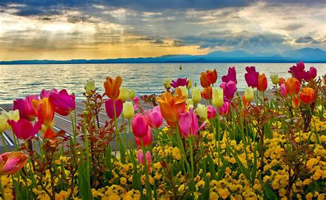 May Flowers Wallpaper Hd Desktop 66 Images