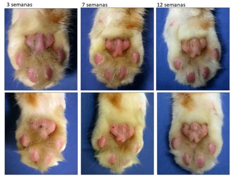 Pododermatitis Plasmocitaria Caso Clínico Y Discusión De La Literatura