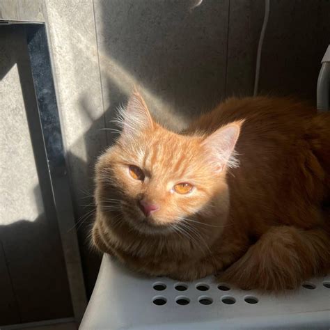 Full Ginger R Gingercats