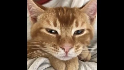 смішний кіт кіт Youtube