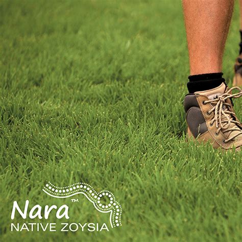 Nara Native Zoysia Western Landscape Supplies Wls