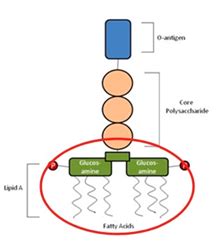 Microbio Exam Microbial Structure And Function Flashcards Quizlet