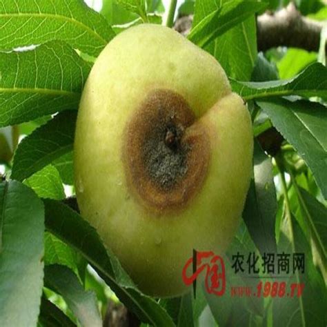 Apricot App Object Detection Dataset And Pre Trained Model By Fyp 1