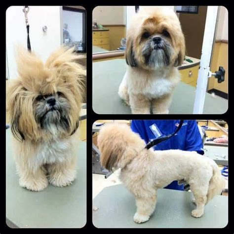 15 Lion Haircut Ideas For Dogs
