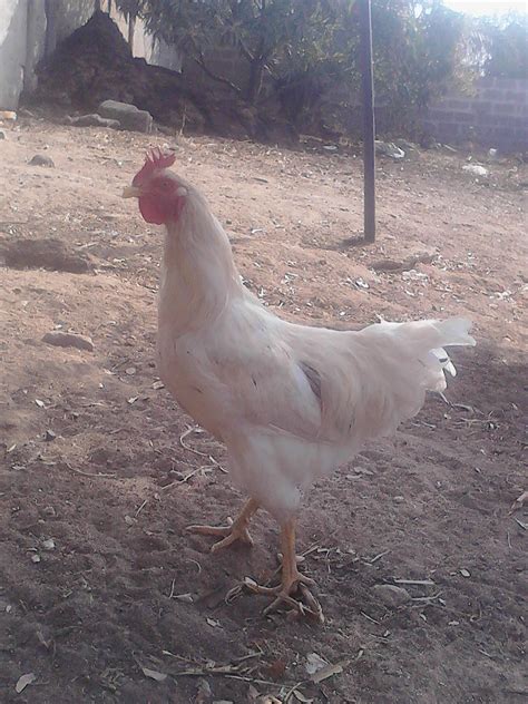 Zijue Faida Za Kuku Wa Kienyeji ~ Fahamu Uleaji Wa Kuku Wa Kienyeji