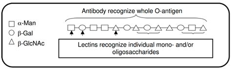 Glycoprotein And Lectin Based Approaches For Detection Of Pathogens
