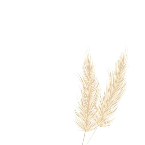 Pampas Grass On A White Background In A Hand Drawn Style Cream Branch