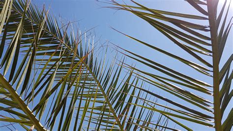 코코넛 야자수 잎에 밝은 햇빛 맑고 푸른 하늘 배경에 신선한 녹색 야자수 잎입니다 야자수 단풍 질감 터키에서 야자수의 줄무늬 잎