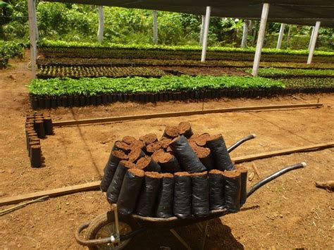 Estímulo à Restauração Florestal No Bioma Amazônia