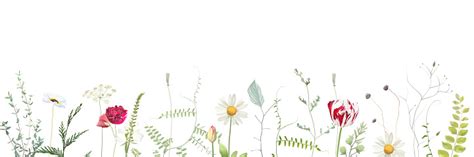 야생화와 식물 벡터 디자인 프레임 손으로 그린 초원 분기 꽃 흰색 배경에 나뭇잎 야생 식물에 대한 스톡 벡터 아트 및 기타 이미지 야생 식물 야생화 파노라마 Istock