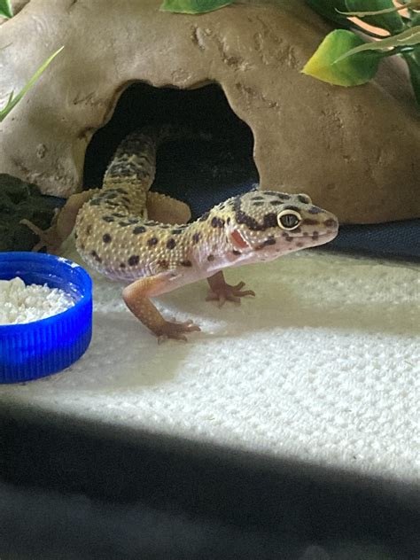 Welcome home baby Naga : r/leopardgeckos