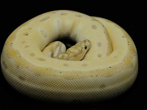 Banana Clown Ball Python