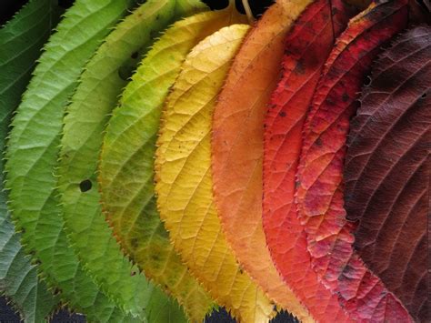 Free Images Leaf Flower Produce Colourful Botany Colorful Flora