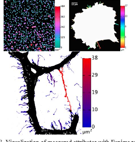 figure 3 from functional image processing with imagej fiji semantic