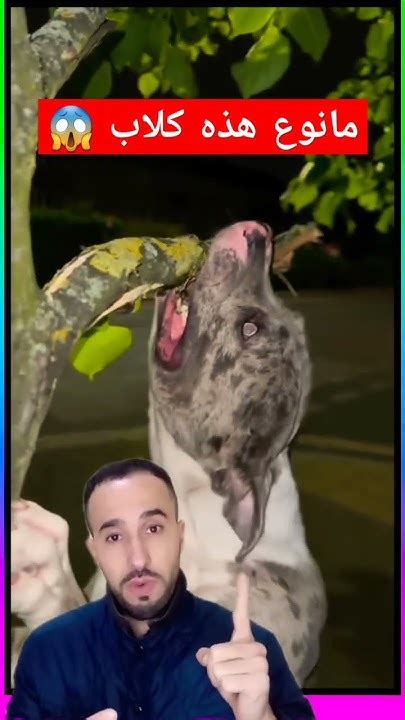 مانوع هذه كلاب 😱 كلاب حيوانات بيتبول Youtube