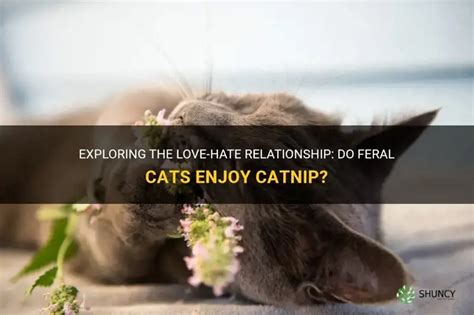 exploring the love hate relationship do feral cats enjoy catnip shuncy