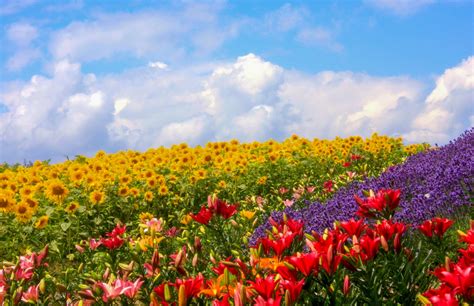 여름에 떠나는 홋카이도 비에이 And 후라노 25인 한정 투어 준페이 완전 확정