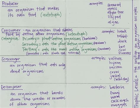 Trophic Levels Mrs Roundy Science