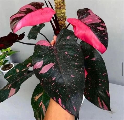 Philodendron Black Cherry Pink Princess Starter Plant All Starter