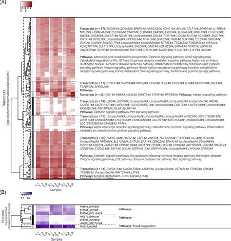 Transcriptome Differentially Expressed Gene [deg] And Proteome Download Scientific Diagram