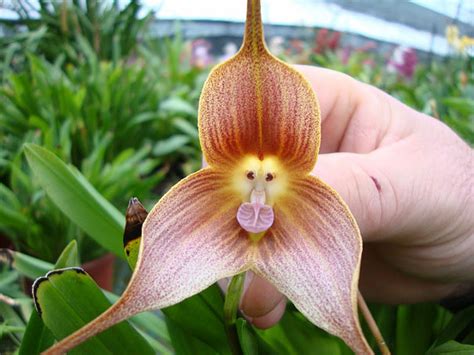 17 Flowers Masterfully Disguised As Something Else Demilked