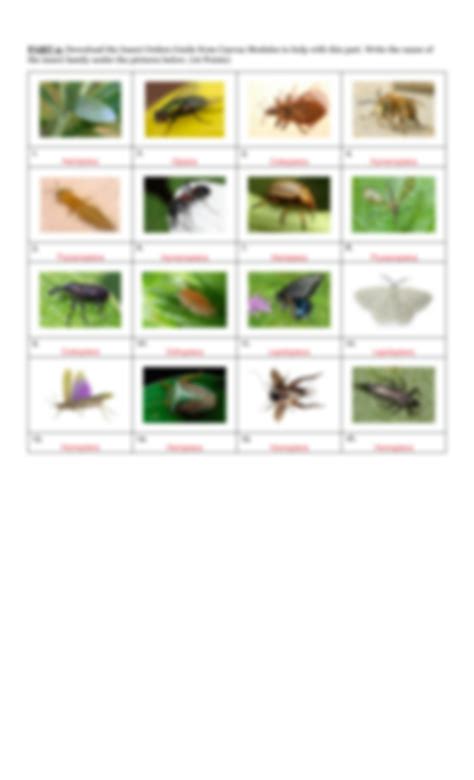 Solution Lab 14 Insect Orders Studypool