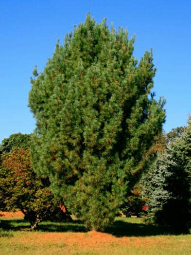 Pinus Strobus Fastigiata Columnar Eastern White Pine 42 Off