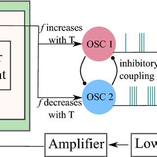 Functional Diagram Of The Thermoregulation Circuit The Oscillators Download Scientific Diagram