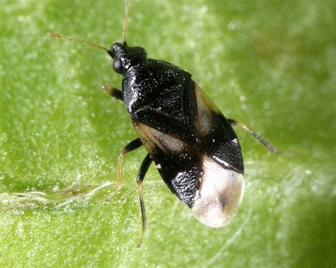 Predatory Bugs Minute Pirate Bugs Hortsense Washington State