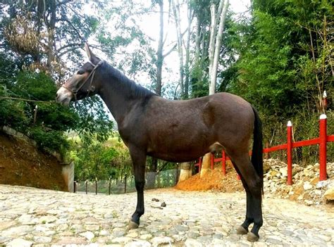 Mule Vs Hinny