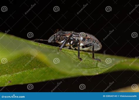 Stink Bug Nymph Stock Image Image Of Formicidae Detail 228542143