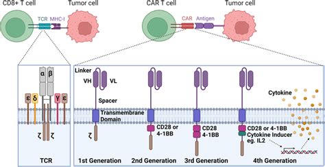 T‐cell Receptor Tcr Versus Engineered Chimeric Antigen Receptor Car Download Scientific