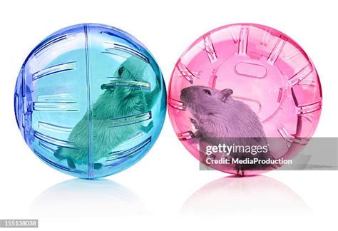 Mouse Ball Photos And Premium High Res Pictures Getty Images
