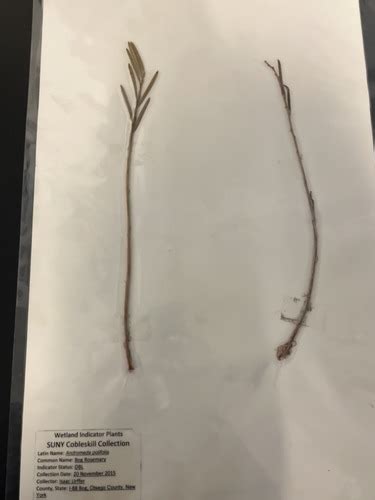Wetlands Plant Quiz Week 9 Flashcards Quizlet