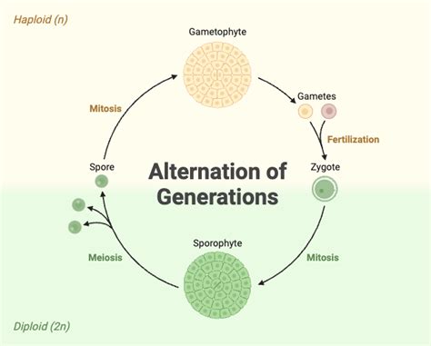 Alternation Of Generations In Plants Alternation Of Generations