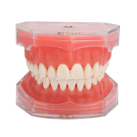 Gingiva Model For Dental Education Removable Teeth And Soft Oral Teaching Aid For Dental
