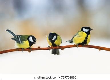 Two Beautiful Lovely Puffy Tit Sitting Stock Photo 739703212 Shutterstock