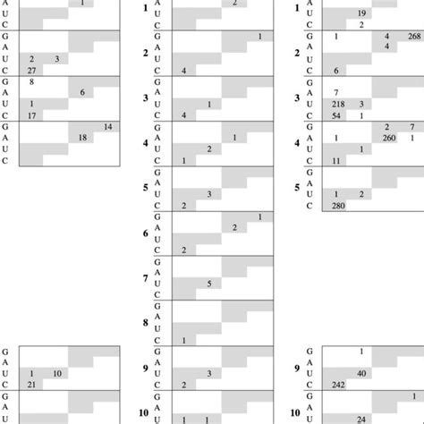 The E Coli Rnase P Rna Secondary Structure With The Extension Of P11 Download Scientific