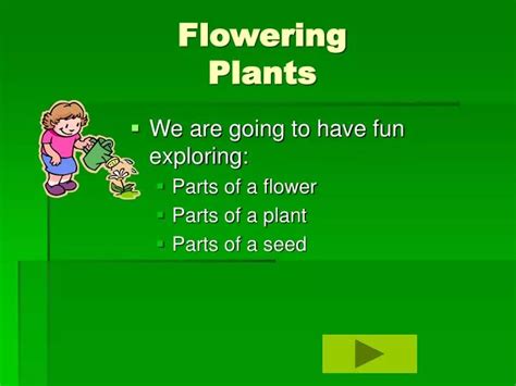 Ppt Flowering Plants Powerpoint Presentation Free Download Id 336348