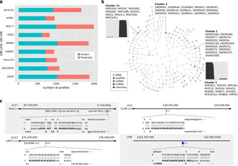Extended Annotation Derived From Encode Cell Lines A Number Of Known