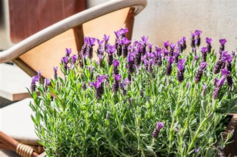 The Real Deal On Growing Those Gorgeous Lavender ‘trees Standards