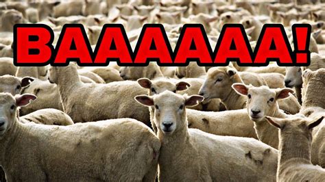 Baaaaaa🐑 Youtube