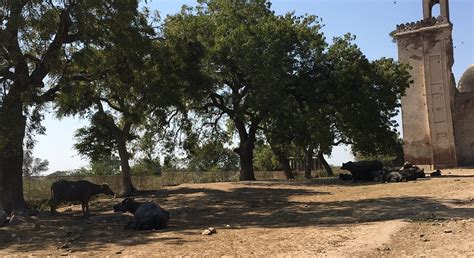 Hotel Signature Prices And Reviews Dholka India