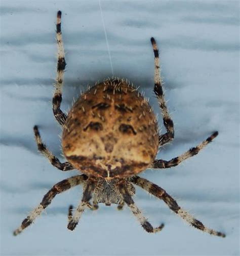 Cat Face Spider Araneus Gemmoides Bugguidenet